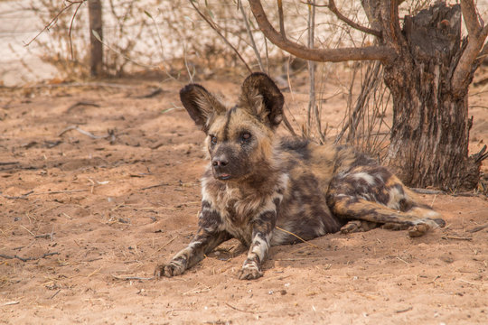 Hypercarnivorous Bilder – Durchsuchen 368 Archivfotos, Vektorgrafiken ...