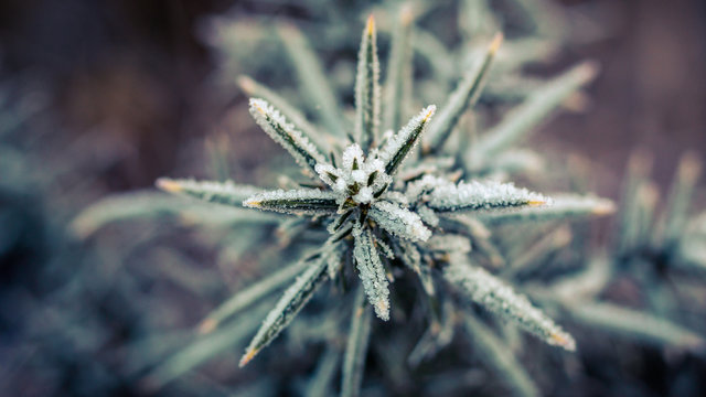 "Frozen Star" Images – Browse 187 Stock Photos, Vectors, and Video ...