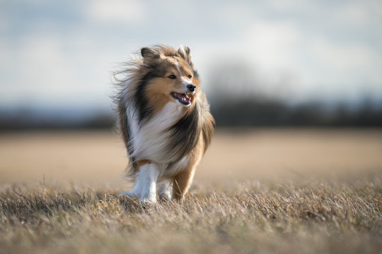 Free Dog Images – Browse 14,393 Free Stock Photos, Vectors, and Video ...