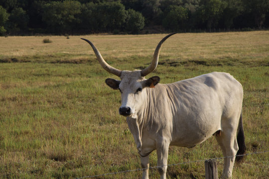 Maremmana Immagini - Sfoglia 532 foto, vettoriali e video Stock | Adobe ...