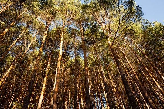 "Bosque De Pinos" Images – Browse 1,029 Stock Photos, Vectors, and ...