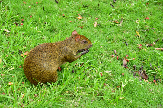 Sereque Bilder – Durchsuchen 1,524 Archivfotos, Vektorgrafiken und ...