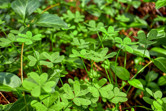 Trevol Images – Browse 27 Stock Photos, Vectors, and Video | Adobe Stock