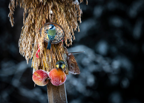 Syn Bilder – Durchsuchen 4,334 Archivfotos, Vektorgrafiken und Videos ...