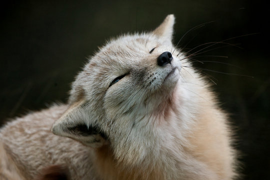 Imágenes de Gek: descubre bancos de fotos, ilustraciones, vectores y ...