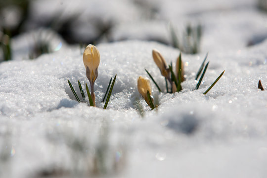 Imágenes de Winterblumen: descubre bancos de fotos, ilustraciones ...