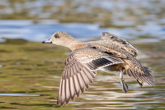 Hen Widgeon