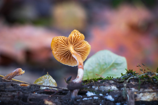 รูปภาพMycology – เลือกดูภาพถ่ายสต็อก เวกเตอร์ และวิดีโอ41,984 | Adobe Stock