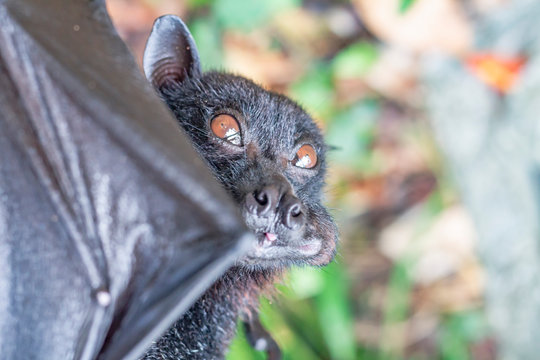 Asian Fruit Bat