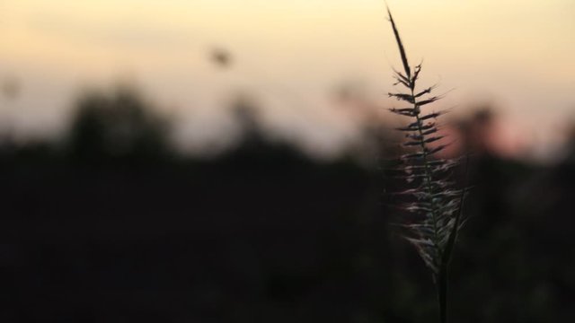 Amorseco Images – Browse 85 Stock Photos, Vectors, and Video | Adobe Stock