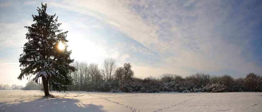 Fichtenbaum Billeder – Gennemse 195 stockfotos, vektorer og videoer ...