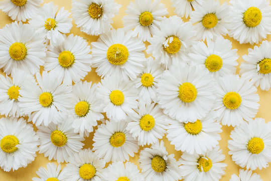 "Daisy Texture" Images – Browse 81 Stock Photos, Vectors, and Video ...