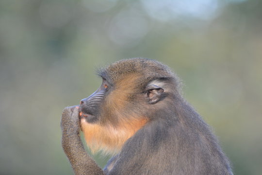 Makak Images – Parcourir 5,042 le catalogue de photos, vecteurs et ...