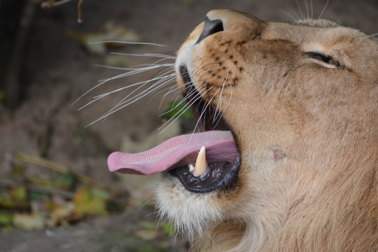 Katzengebiss-Bilder: Stock-Fotos & -Videos. | Adobe Stock