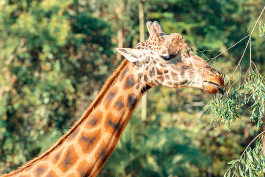 Big-Animal bilder – Bläddra bland 6 stockfoton, vektorer och videor ...