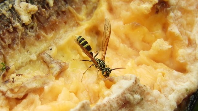 Pchelka Images – Browse 8 Stock Photos, Vectors, and Video | Adobe Stock