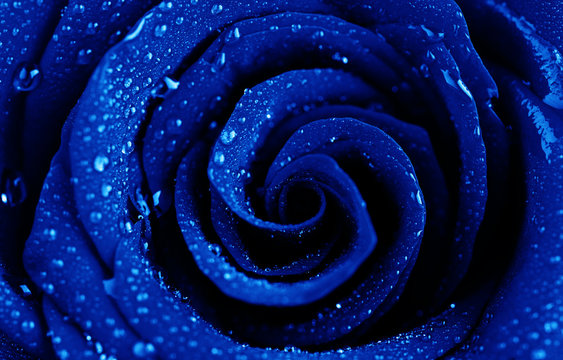 Blue Rose With Raindrops