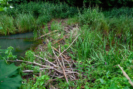 Biberbau Imagens – Procure 143 fotos, vetores e vídeos | Adobe Stock