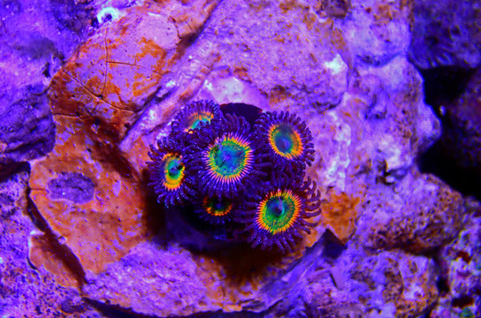 รูปภาพZoa – เลือกดูภาพถ่ายสต็อก เวกเตอร์ และวิดีโอ604 | Adobe Stock