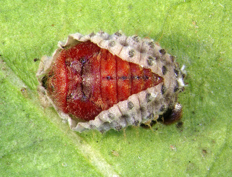 Rodolia Images – Browse 49 Stock Photos, Vectors, and Video | Adobe Stock