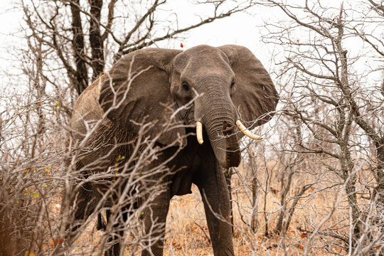 Pachiderma Images – Parcourir 820 le catalogue de photos, vecteurs et ...