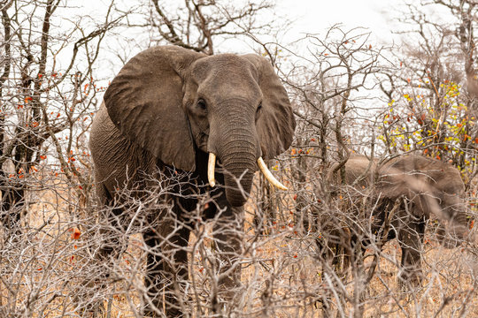 「Pachiderma」の画像 - 752 件の Stock 写真、ベクターおよびビデオ | Adobe Stock