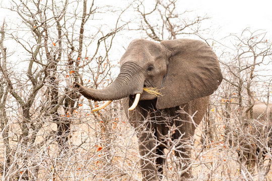 Pachiderma Images – Parcourir 820 le catalogue de photos, vecteurs et ...