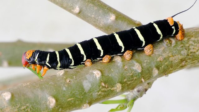 Tetrio Bilder – Durchsuchen 101 Archivfotos, Vektorgrafiken und Videos ...