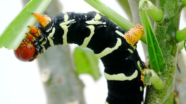 Tetrio Bilder – Durchsuchen 101 Archivfotos, Vektorgrafiken und Videos ...