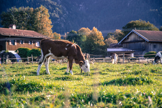 "Mixed Farming"-Bilder: Stock-Fotos & -Videos. | Adobe Stock
