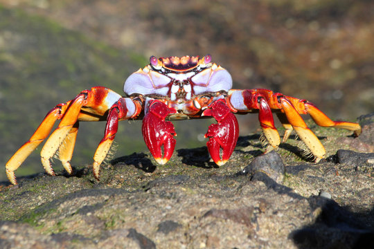 Krebstier bilder – Bläddra bland 2,879 stockfoton, vektorer och videor ...