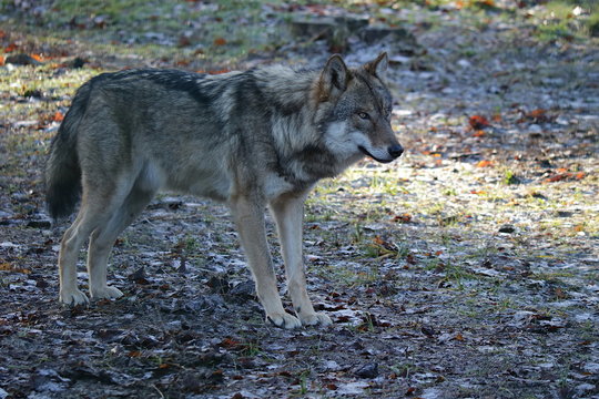 Grauwolf Images – Parcourir 909 le catalogue de photos, vecteurs et ...