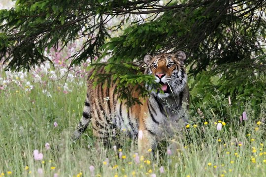 Tygr Images – Browse 54 Stock Photos, Vectors, and Video | Adobe Stock