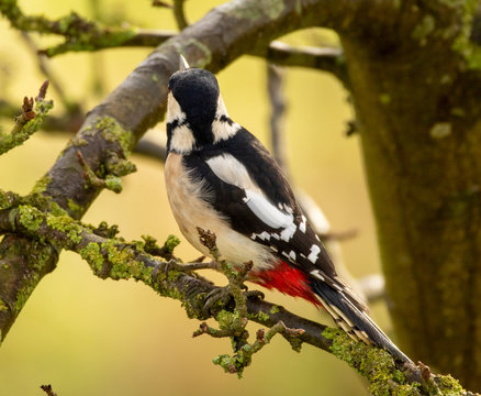 Greter Images – Browse 8 Stock Photos, Vectors, and Video | Adobe Stock