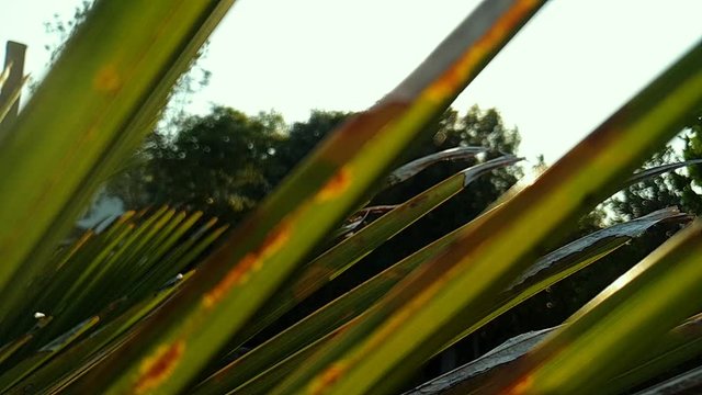 "Nikau Palm" Images – Browse 351 Stock Photos, Vectors, and Video ...