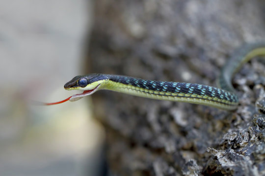 Painted Bronzeback Snake