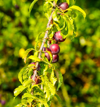 รูปภาพMirabellenbaum – เลือกดูภาพถ่ายสต็อก เวกเตอร์ และวิดีโอ219 ...