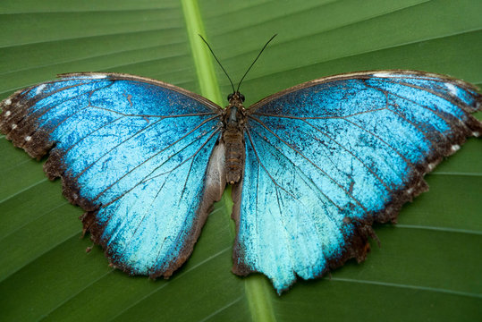 รูปภาพNeoptera – เลือกดูภาพถ่ายสต็อก เวกเตอร์ และวิดีโอ1,535 | Adobe Stock