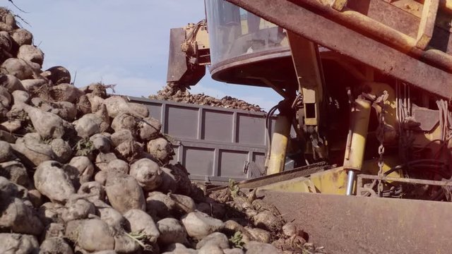 "Sugar Beet Field" Images – Browse 507 Stock Photos, Vectors, and Video ...