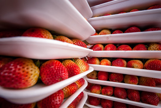 Imágenes de Alberja: descubre bancos de fotos, ilustraciones, vectores ...