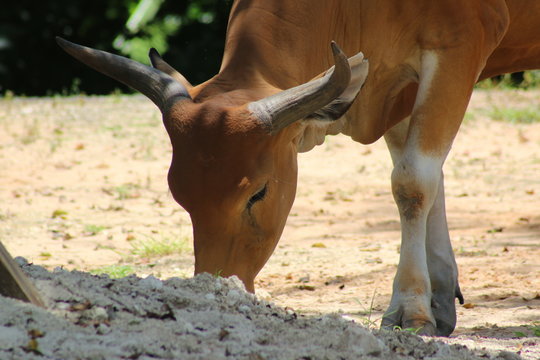 "Javan Banteng" Images – Browse 2,107 Stock Photos, Vectors, and Video ...