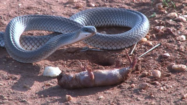 รูปภาพMamba – เลือกดูภาพถ่ายสต็อก เวกเตอร์ และวิดีโอ13,205 | Adobe Stock