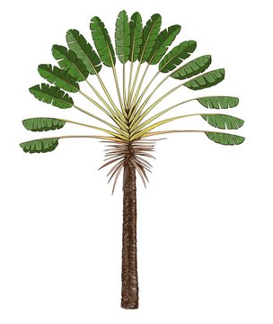 Ravinala Images – Parcourir 2,402 le catalogue de photos, vecteurs et ...