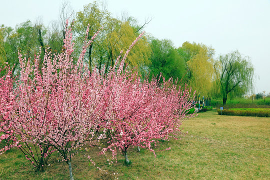 "Amygdalus Triloba" Images – Browse 114 Stock Photos, Vectors, and ...