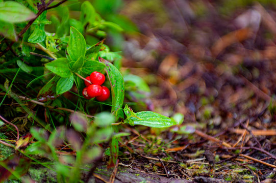 Granberry Images – Browse 57 Stock Photos, Vectors, and Video | Adobe Stock