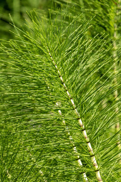 รูปภาพArthrophyta – เลือกดูภาพถ่ายสต็อก เวกเตอร์ และวิดีโอ454 | Adobe Stock