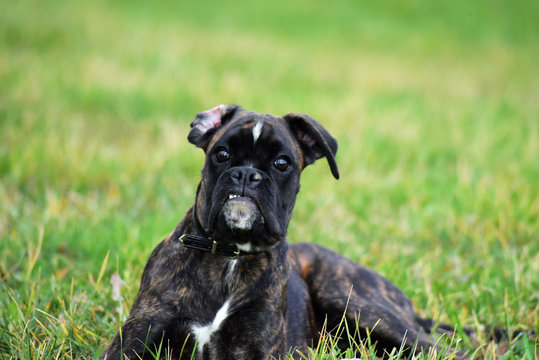 「Vorbiss」の画像 - 26 件の Stock 写真、ベクターおよびビデオ | Adobe Stock