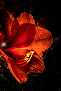 "Zygomorphe-Bilder: Stock-Fotos & -Videos. | Adobe Stock