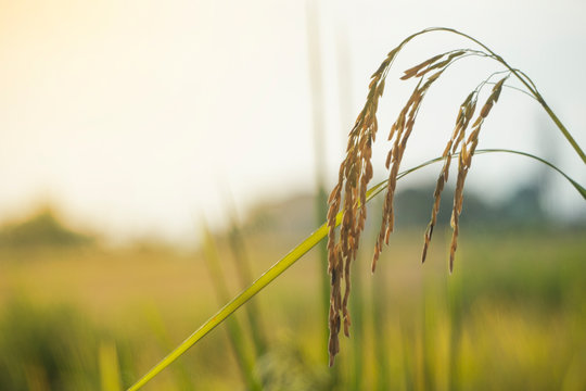 7,004 BESTE Padi BILDER, STOCK-FOTOS & -VEKTORGRAFIKEN | Adobe Stock