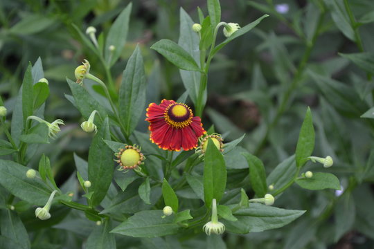 Sneeze-Weed Images – Browse 59 Stock Photos, Vectors, and Video | Adobe ...